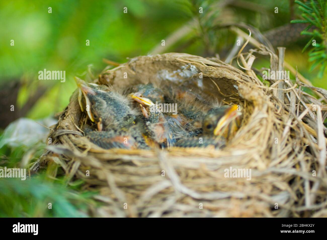 Baby Robin Birds Stock Photo - Alamy