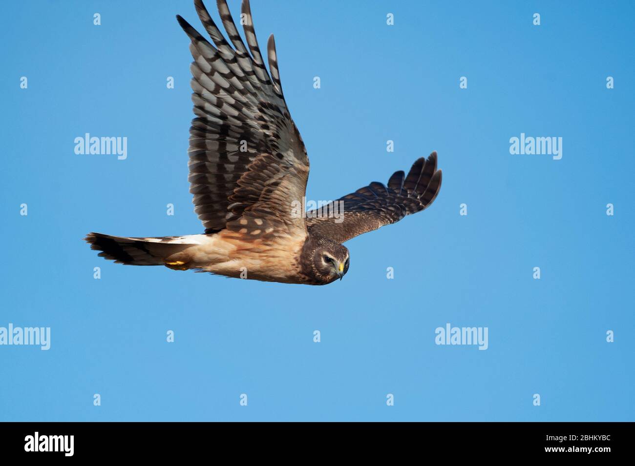 Northern harrier in flight Stock Photo - Alamy