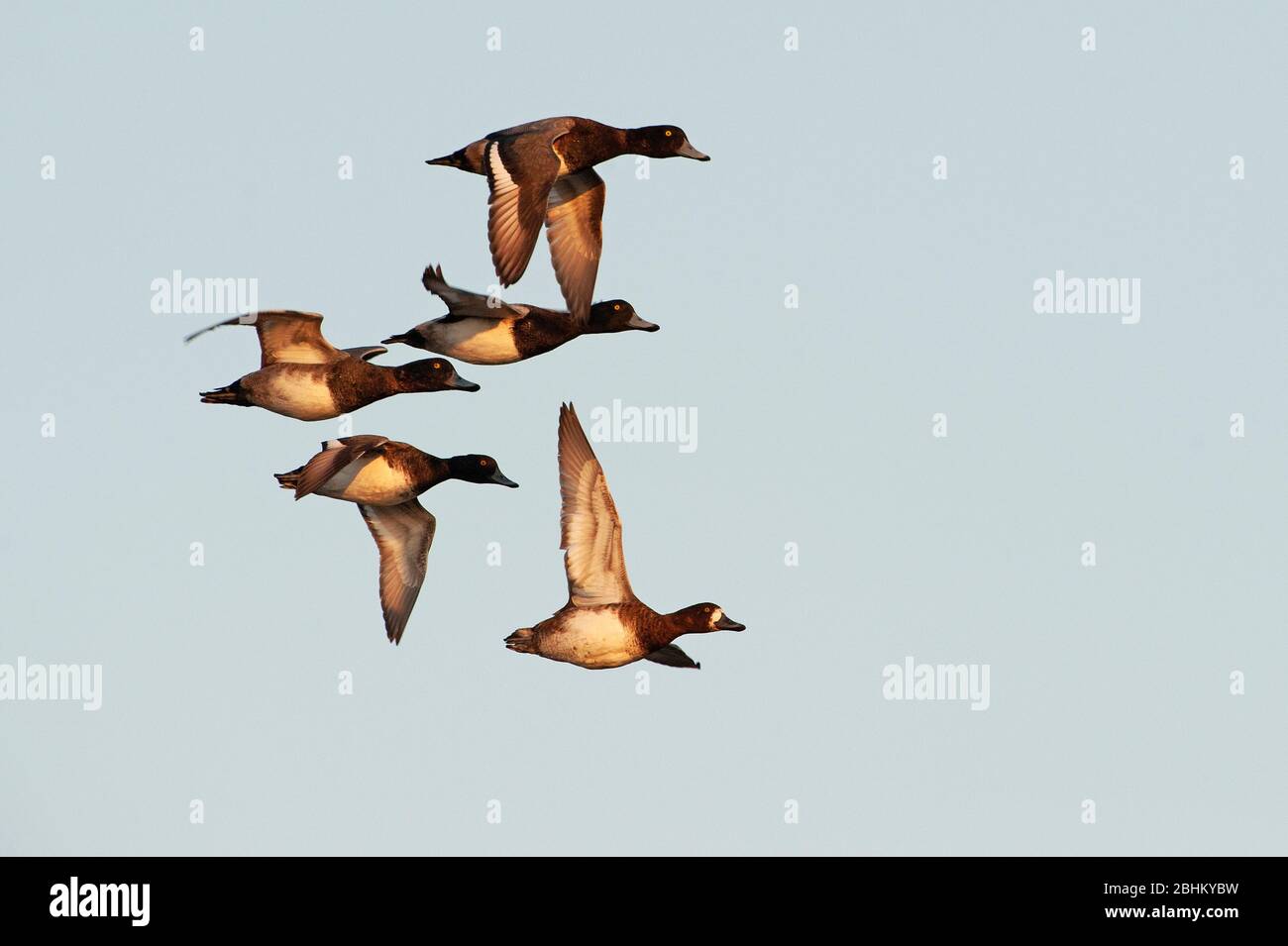 Scaup ducks flying hi-res stock photography and images - Alamy