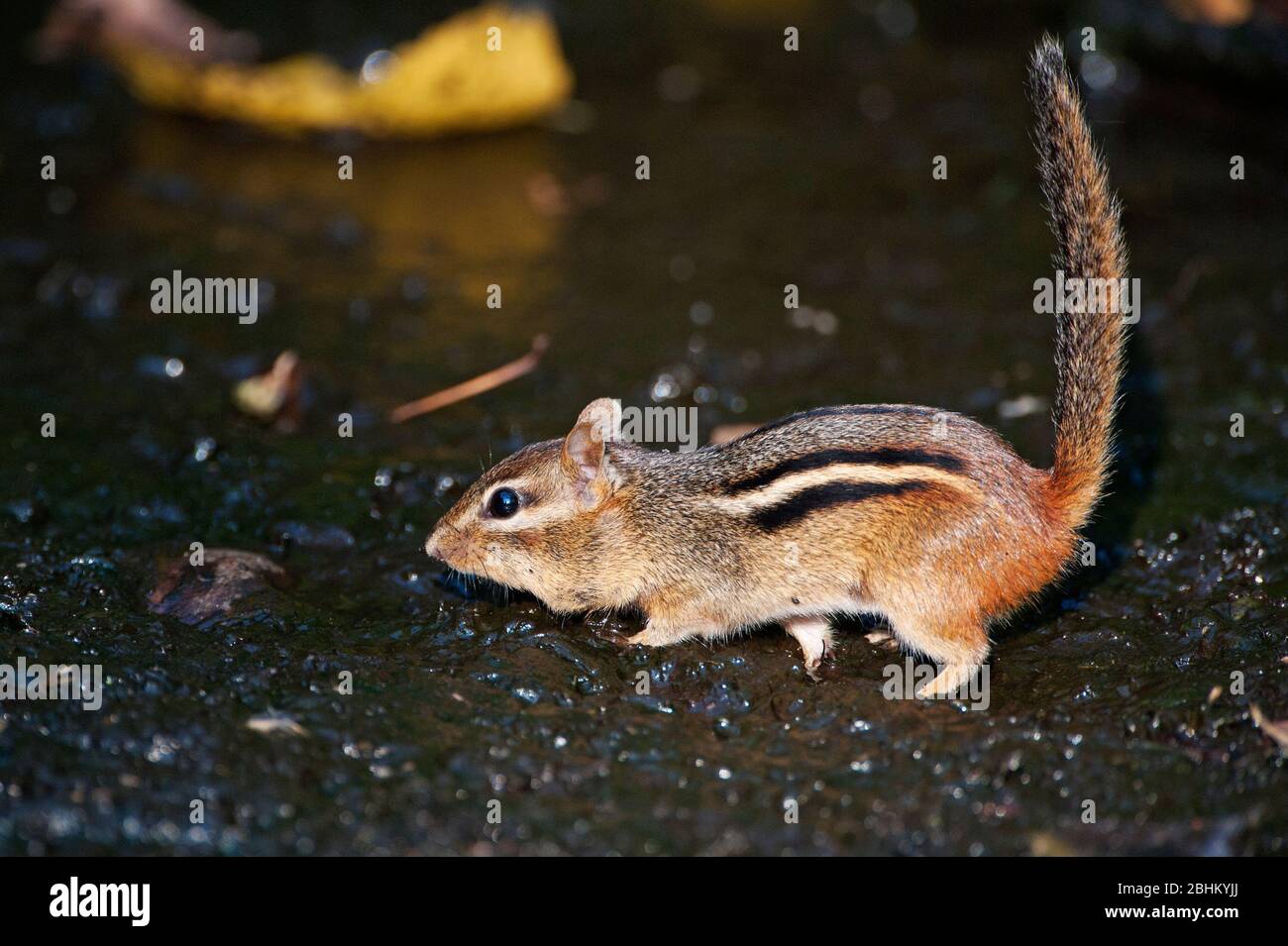 Eastern chipmunks hi-res stock photography and images - Alamy
