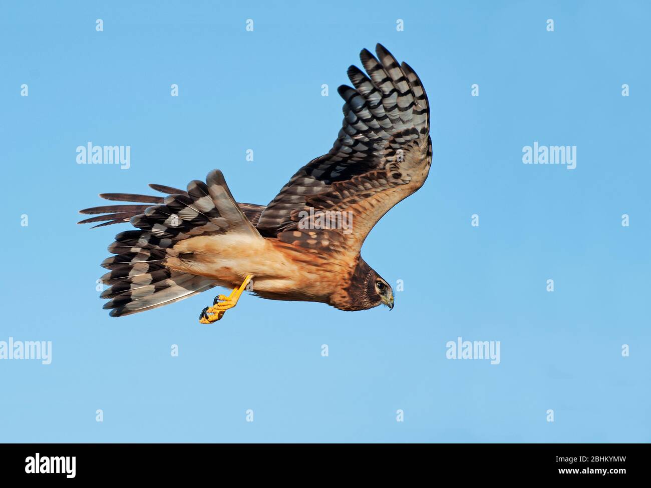 Marsh harriers hi-res stock photography and images - Alamy