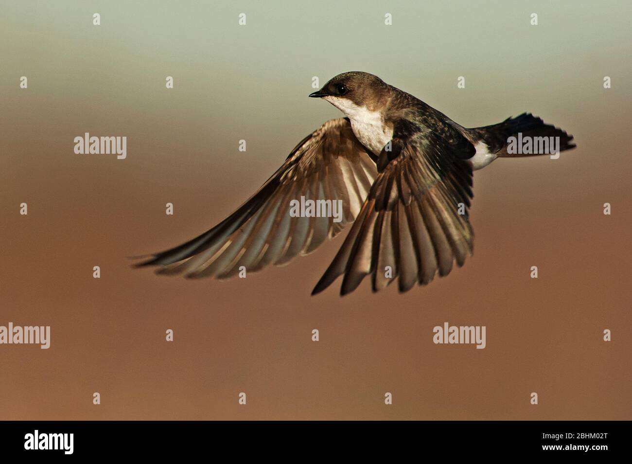 Tree swallow flight in spring Stock Photo - Alamy