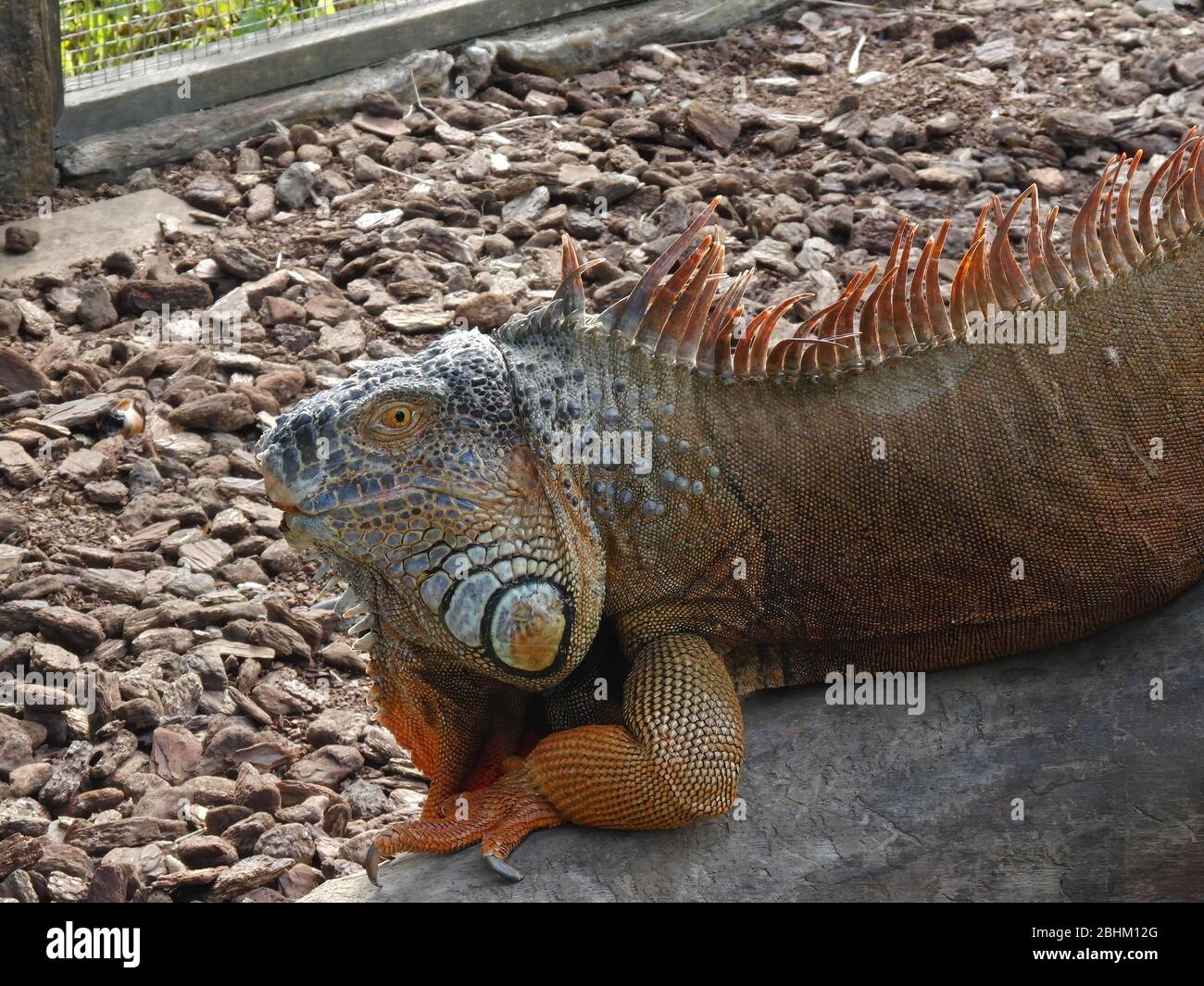 Iguania of asia hi-res stock photography and images - Alamy