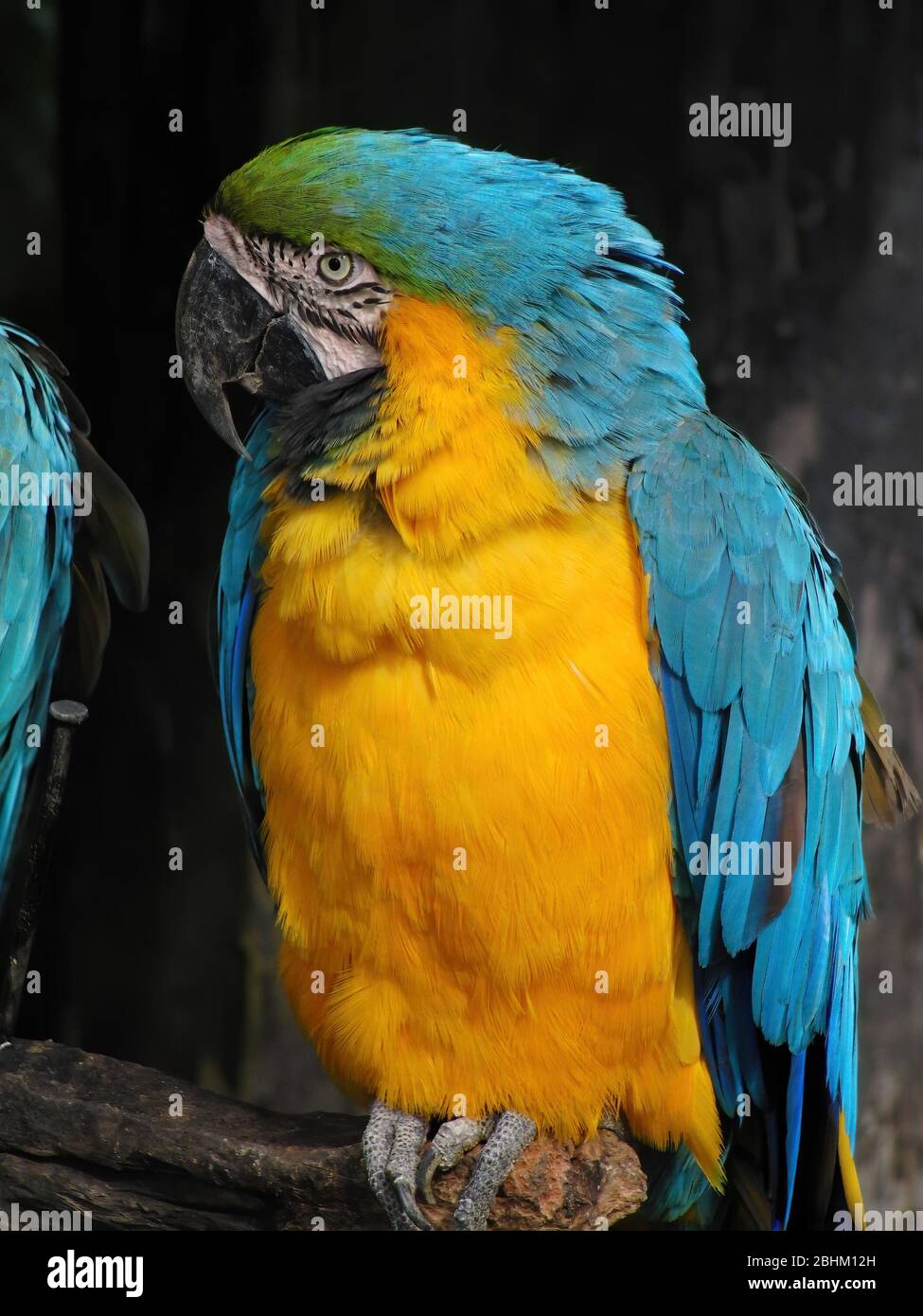 Close up shot of the cute Blue-and-yellow macaw at Hsinchu, Taiwan ...