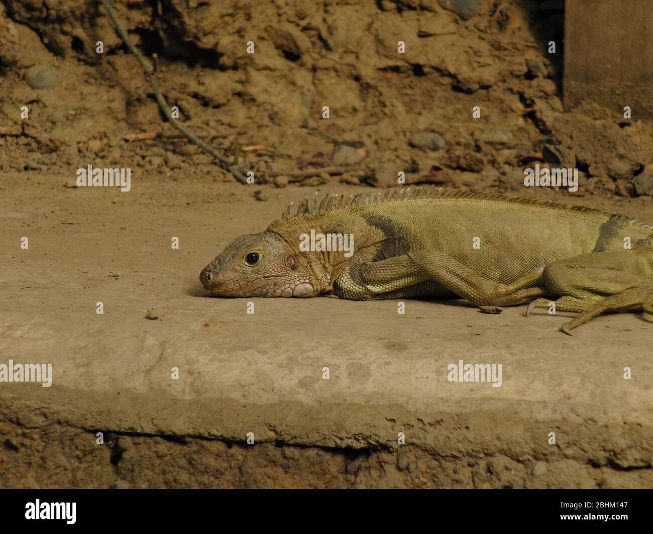Close up shot of a huge Iguana at Hsinchu, Taiwan Stock Photo - Alamy
