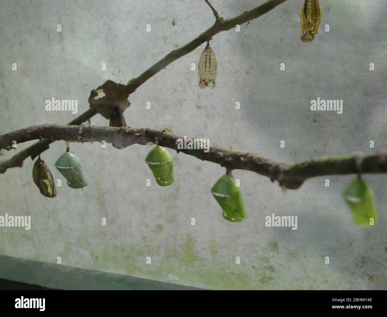 Pupa hanging at hi-res stock photography and images - Alamy