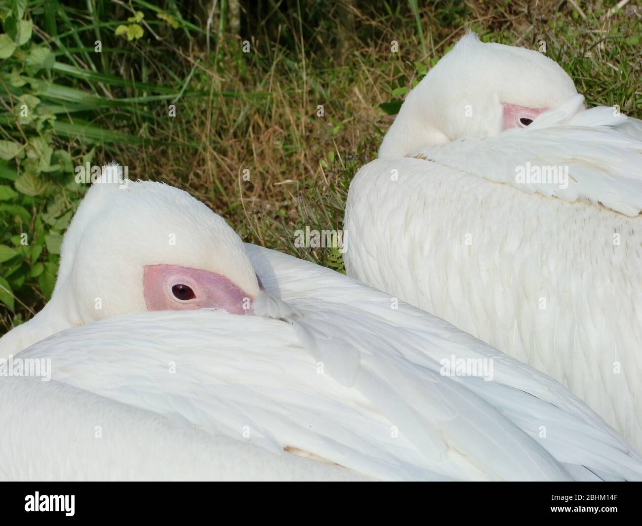 Sleeping pelican hi-res stock photography and images - Alamy