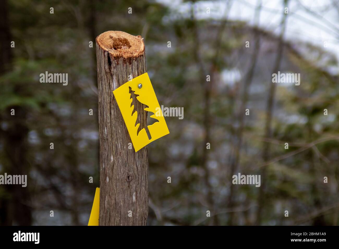 Plastic Trail Markers