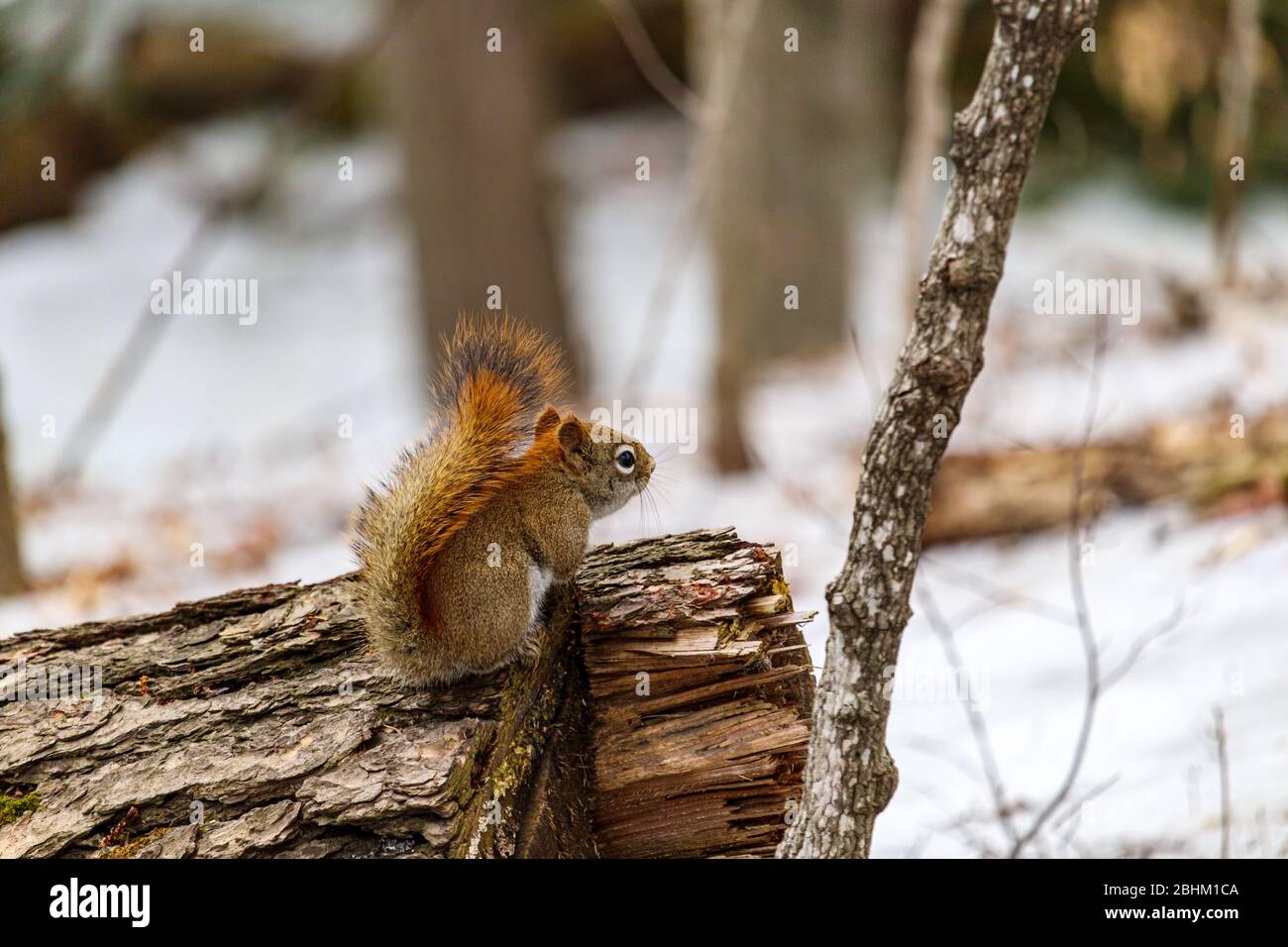 An American red squirrel is sitting on a wooden log that has been cut ...