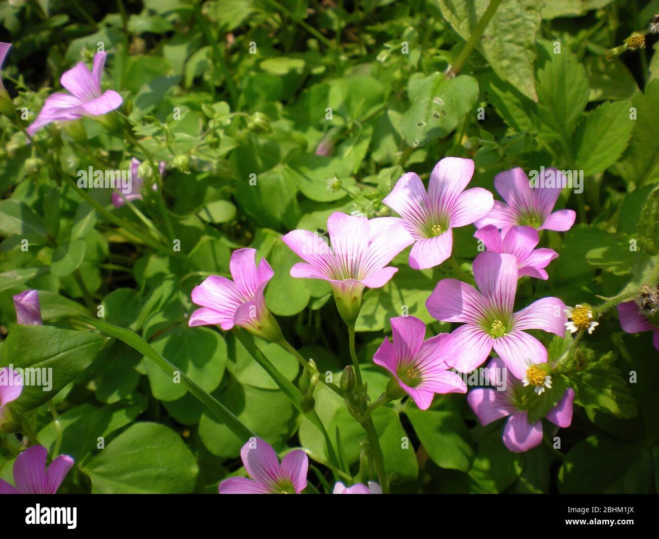 Oxalis Rubra