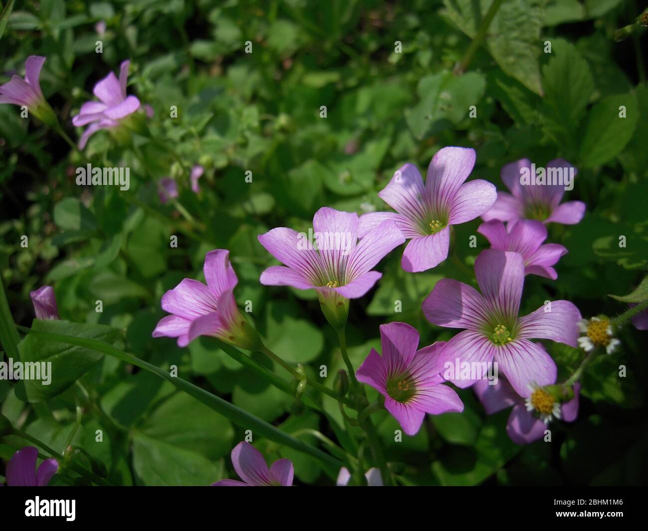 Oxalis rubra hi-res stock photography and images - Alamy