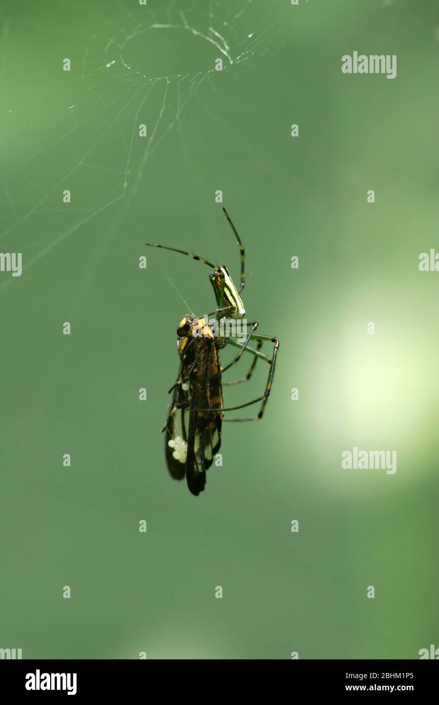 Close up shot of the Orchard spidera eating a moth at Taipei, Taiwan ...