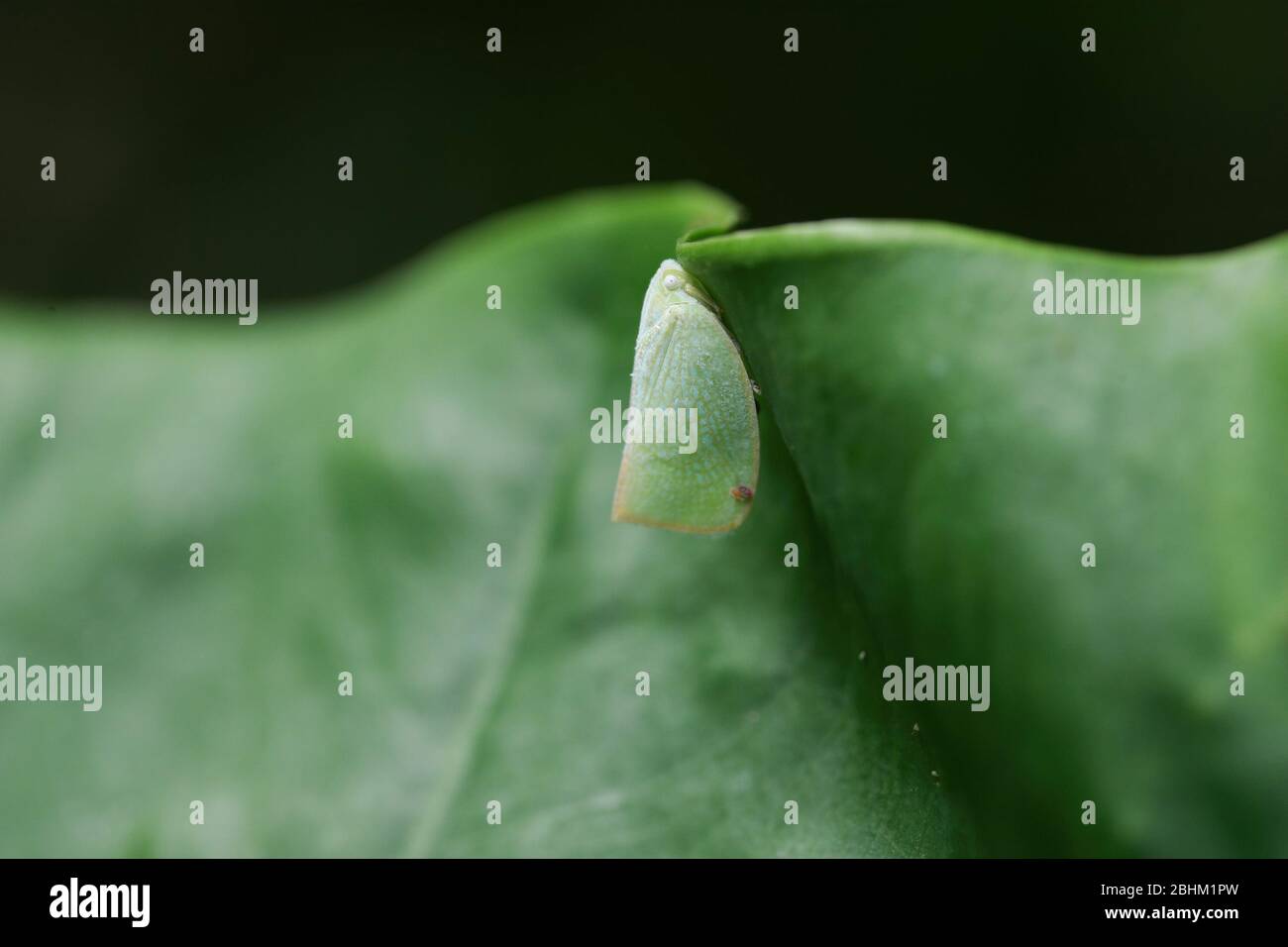 Leafhoppers hi-res stock photography and images - Alamy
