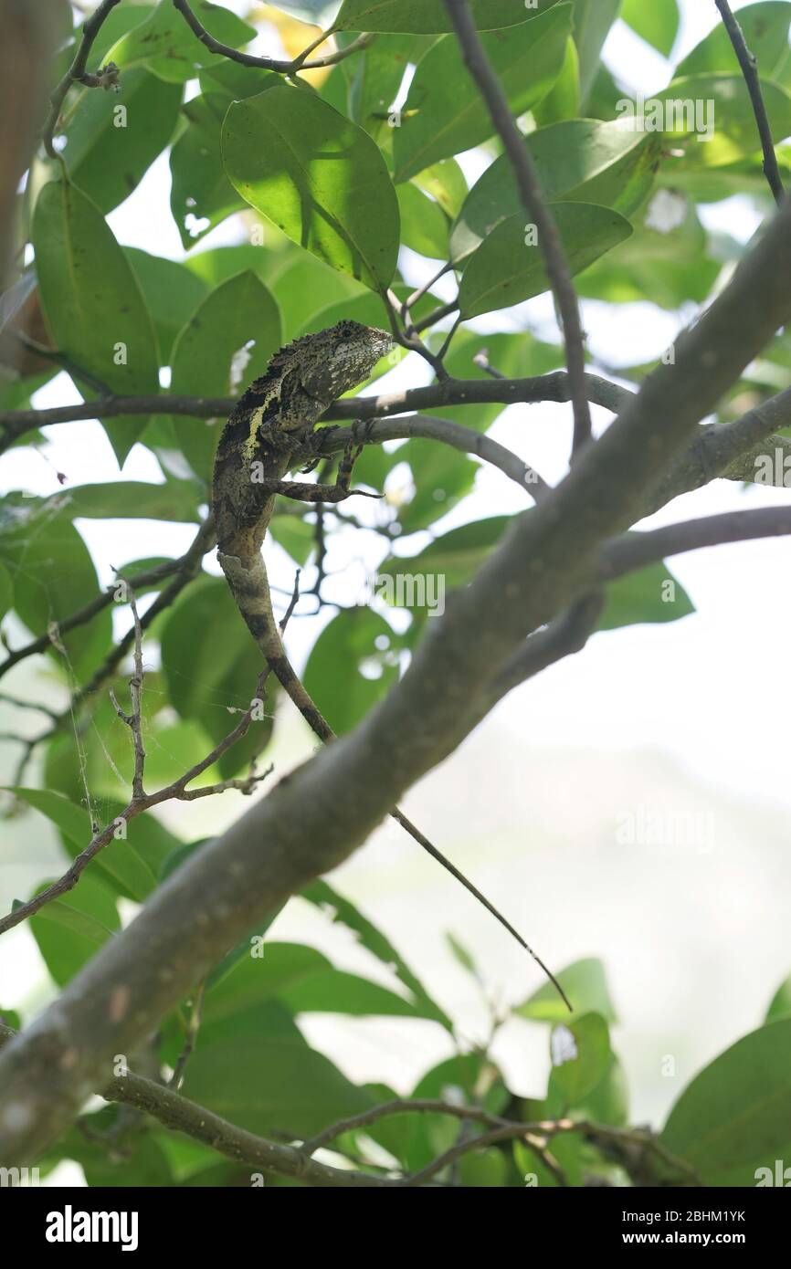 Close up shot of a hidden Lizard on a brunch at Taipei, Taiwan Stock ...