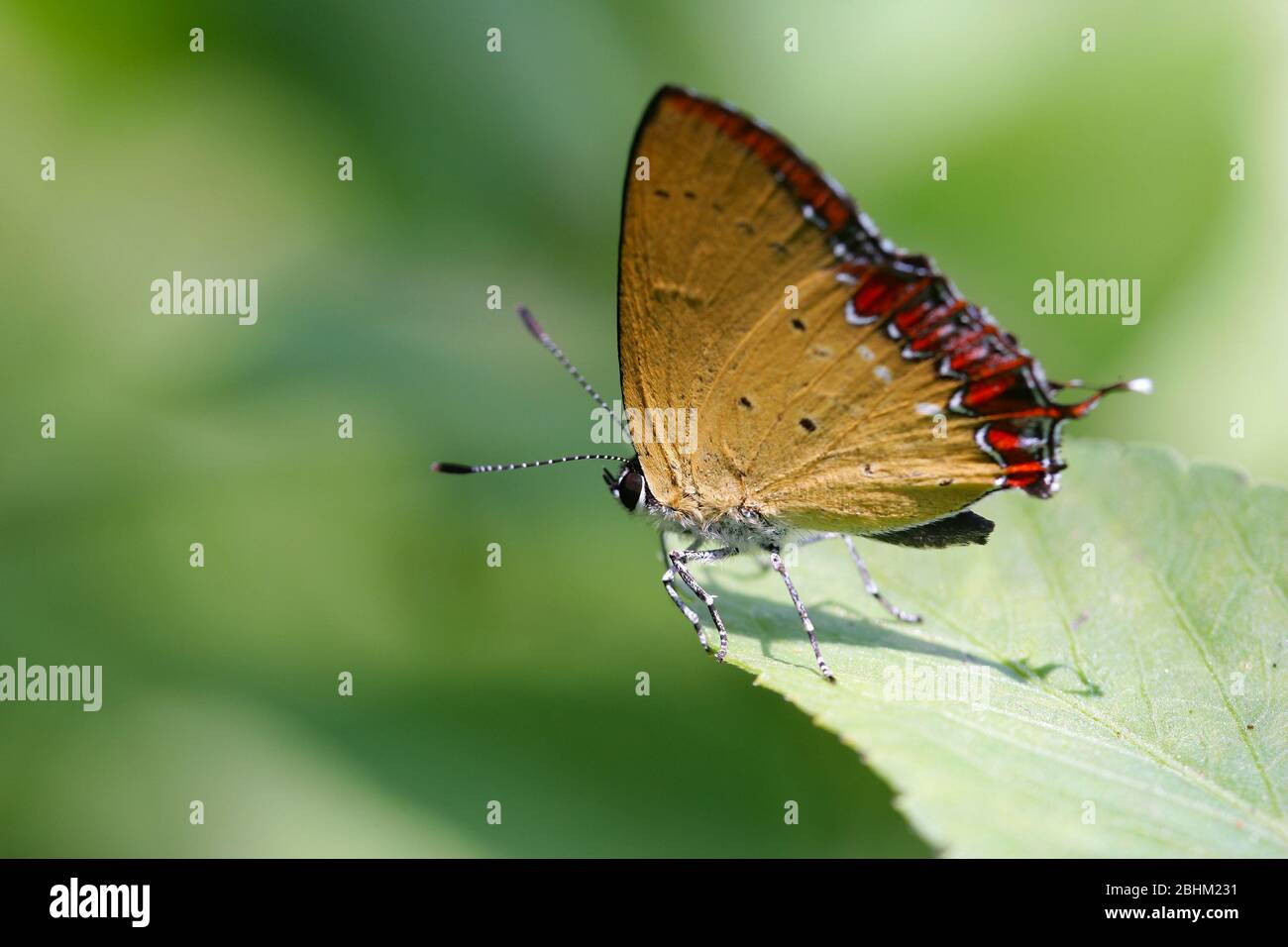 Purple sapphire butterfly hi-res stock photography and images - Alamy