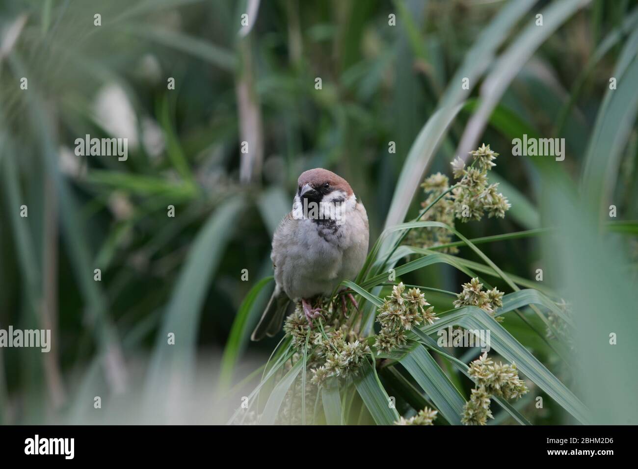 Closeup shot house sparrow hi-res stock photography and images - Alamy