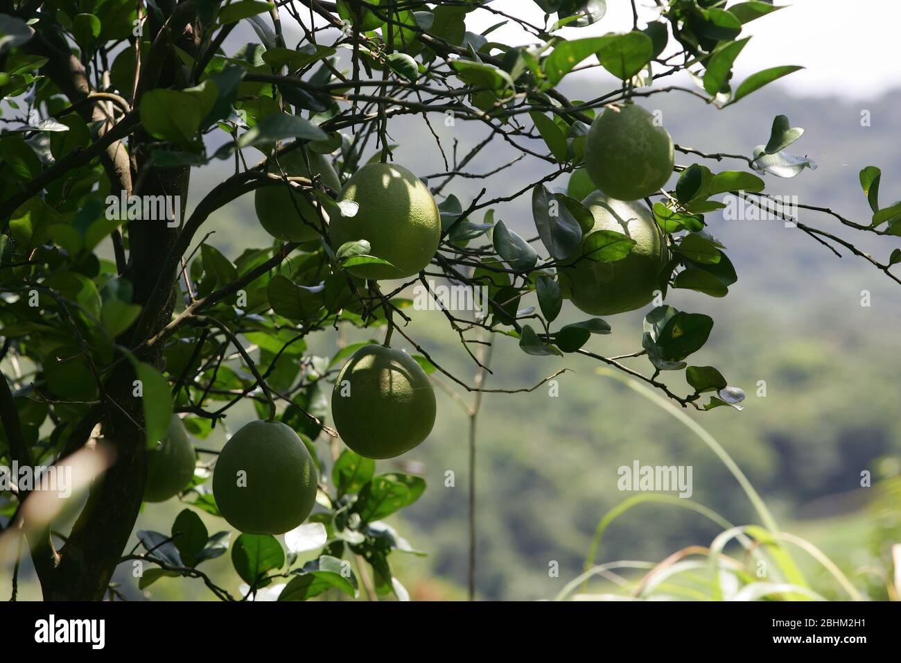 Mature Pomelo hanging on the tree at Taiwan Stock Photo - Alamy