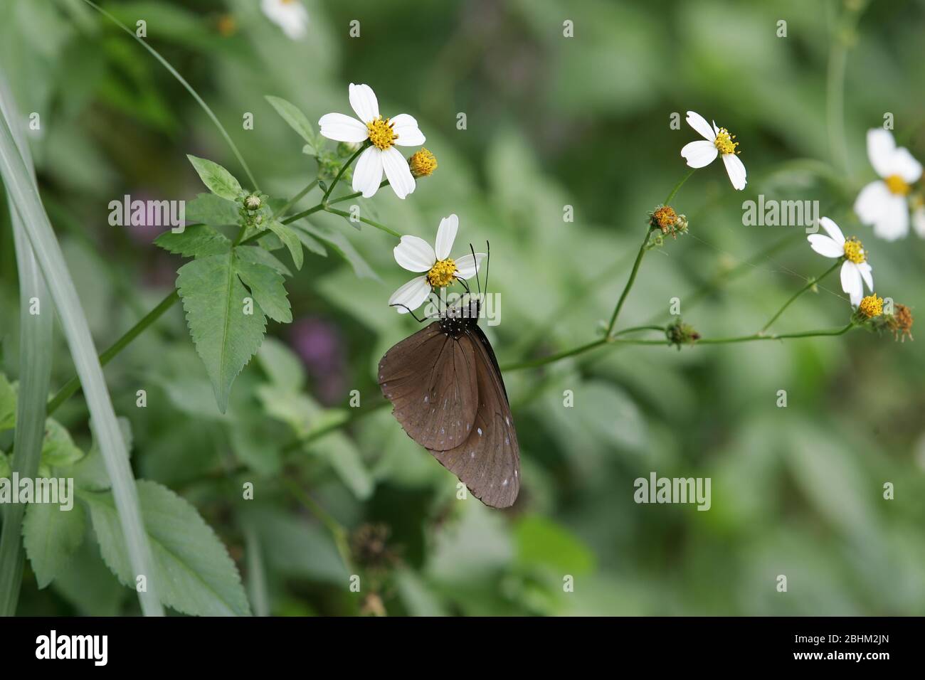 Taiwan insects hi-res stock photography and images - Alamy