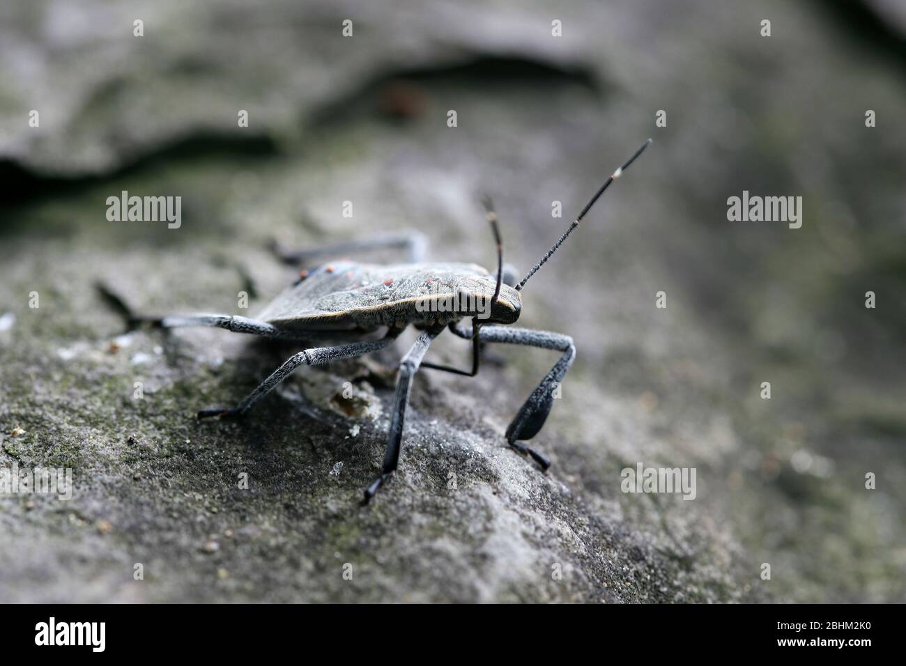 Close up shot of the Yellow spotted stink bug at Taipei, Taiwan Stock ...