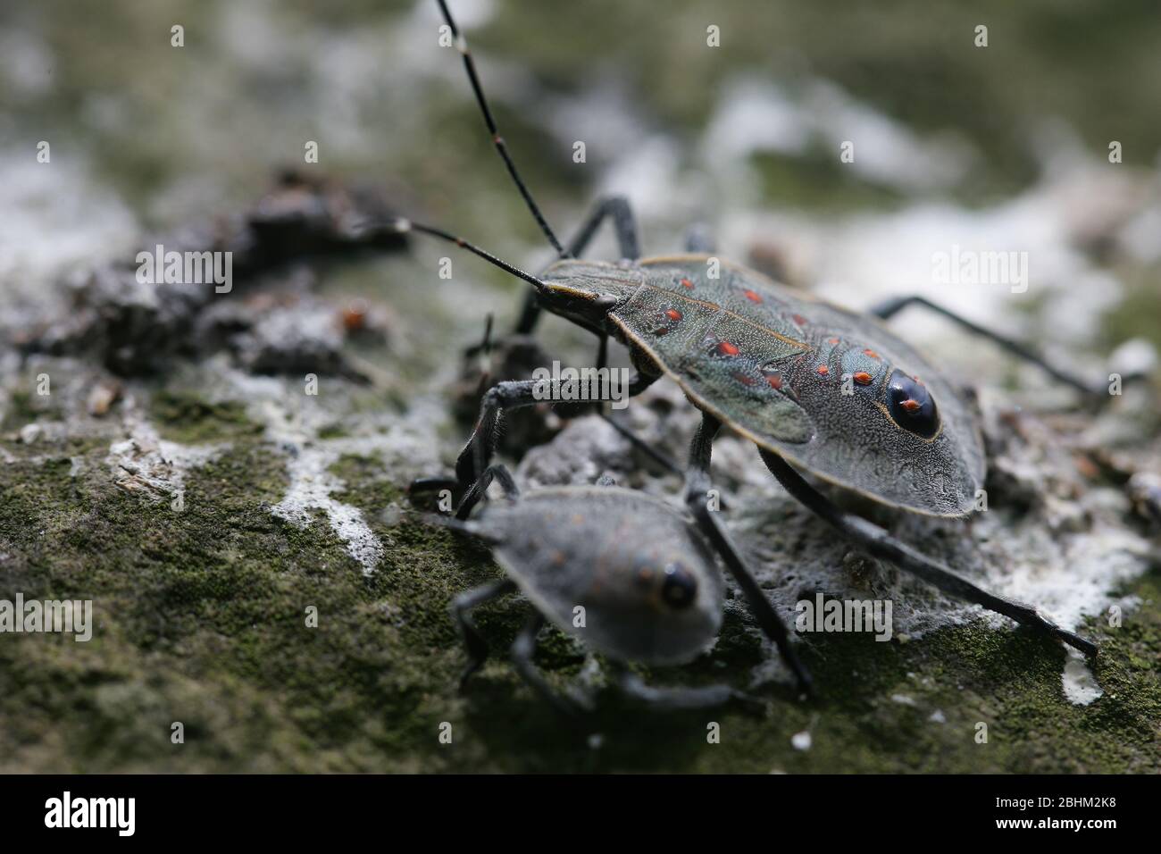 Close up shot of the Yellow spotted stink bug at Taipei, Taiwan Stock ...