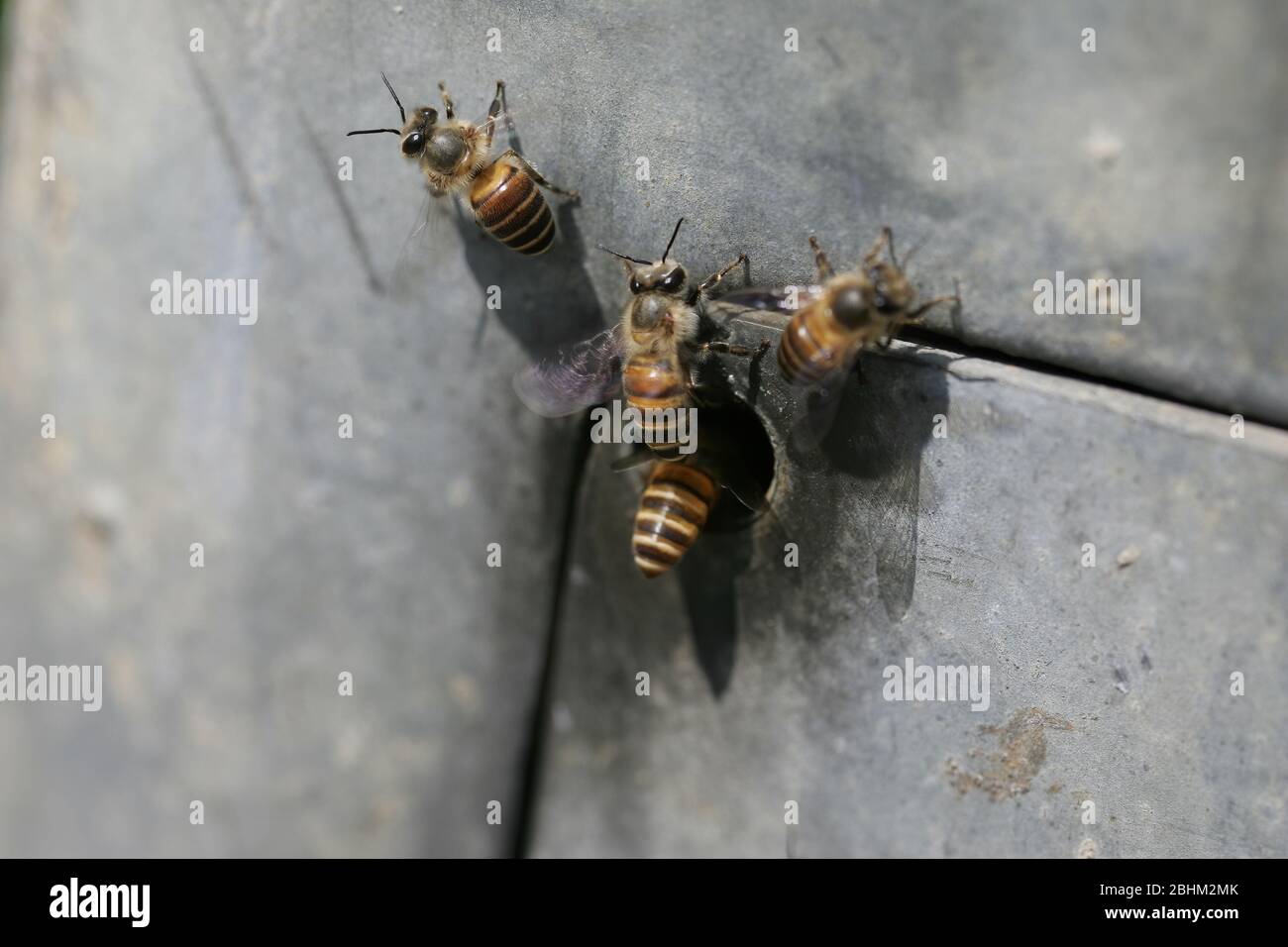 Close up shot of bee coming out from a hole at Taipei, Taiwan Stock ...