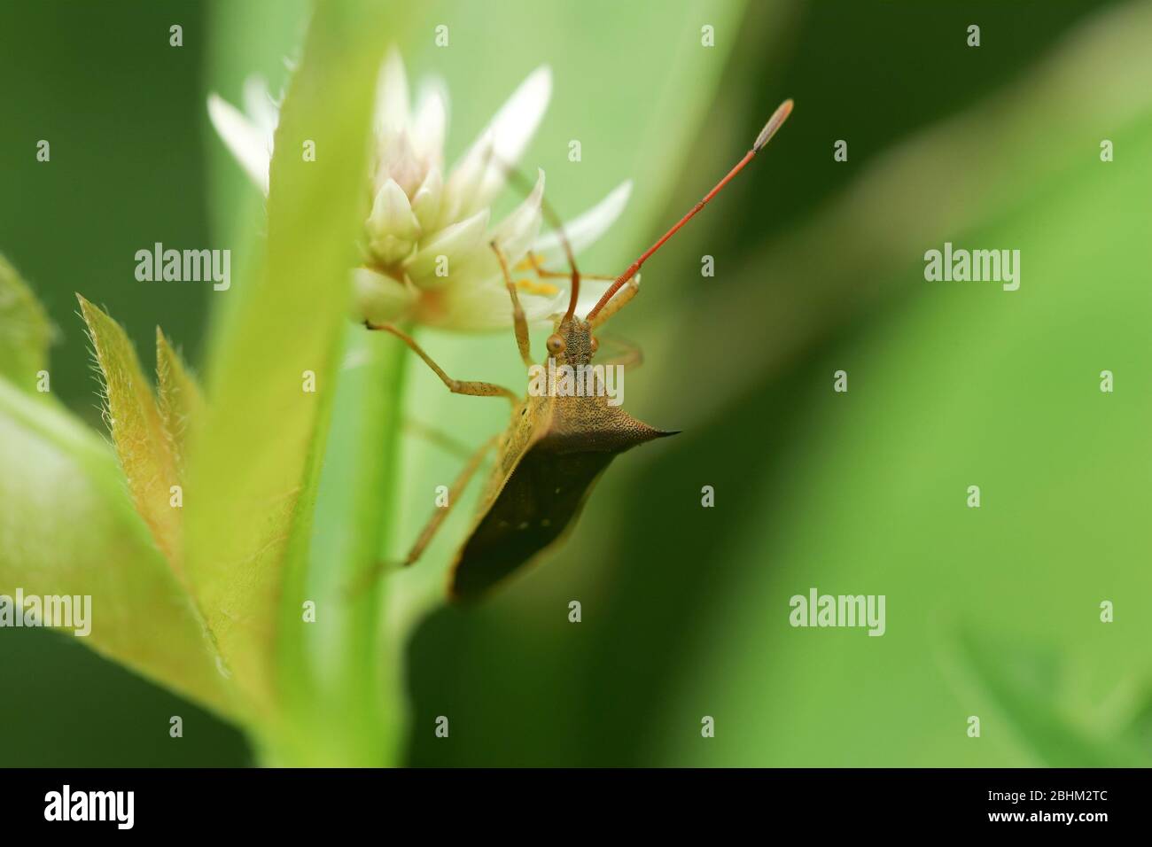 Close up shot of the Yellow spotted stink bug at Taipei, Taiwan Stock ...