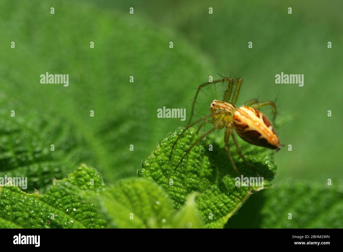 Close up shot of a Oxyopes salticus spider at Taipei, Taiwan Stock ...