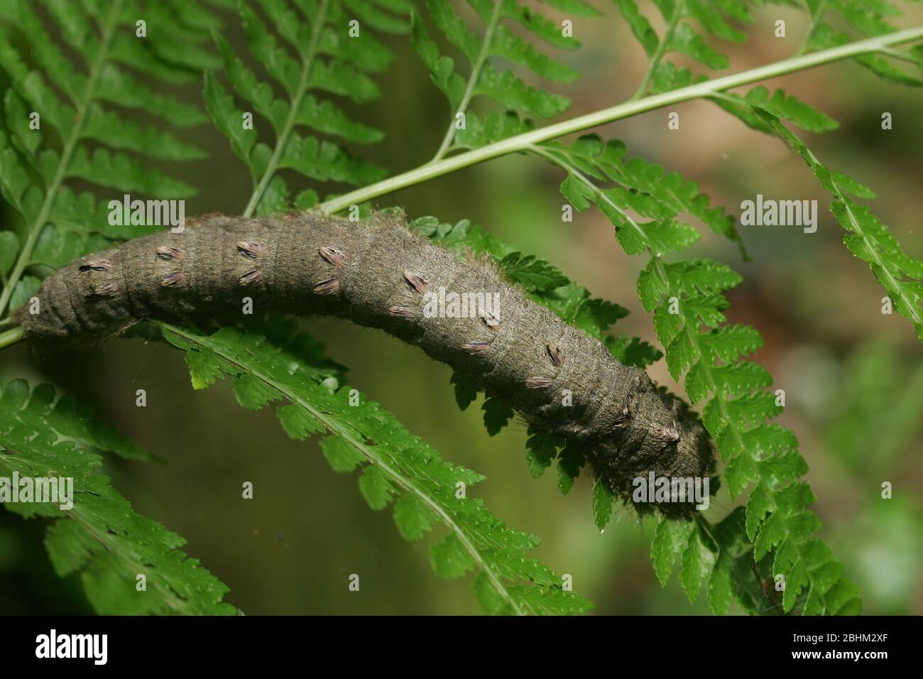 Caterpillar trail hi-res stock photography and images - Alamy