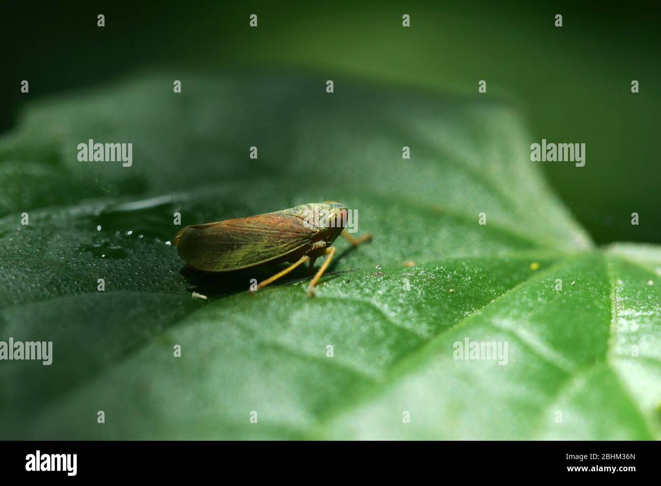 Leafhoppers hi-res stock photography and images - Alamy