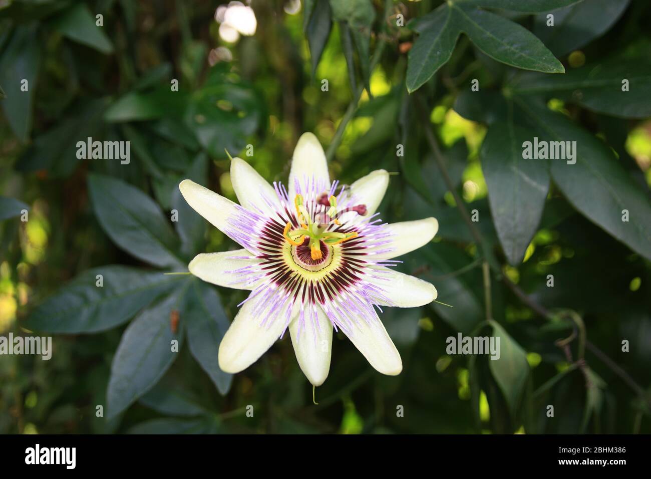 Giant granadilla passiflora hi-res stock photography and images - Alamy