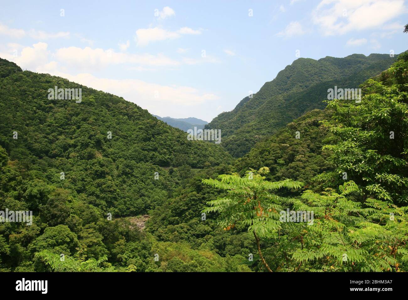 Temperate rainforest biome hi-res stock photography and images - Alamy
