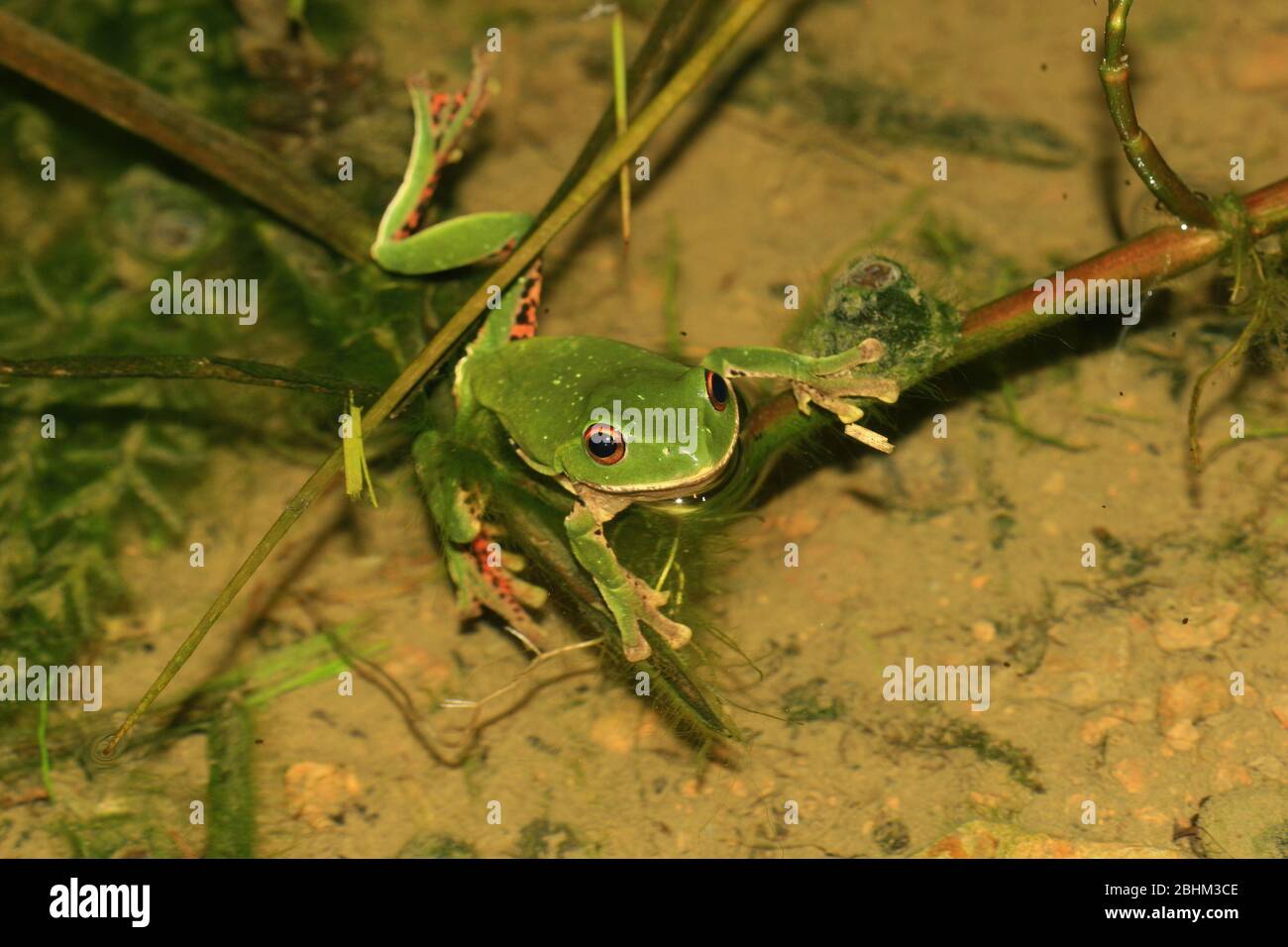 Japanese tree frog hi-res stock photography and images - Alamy