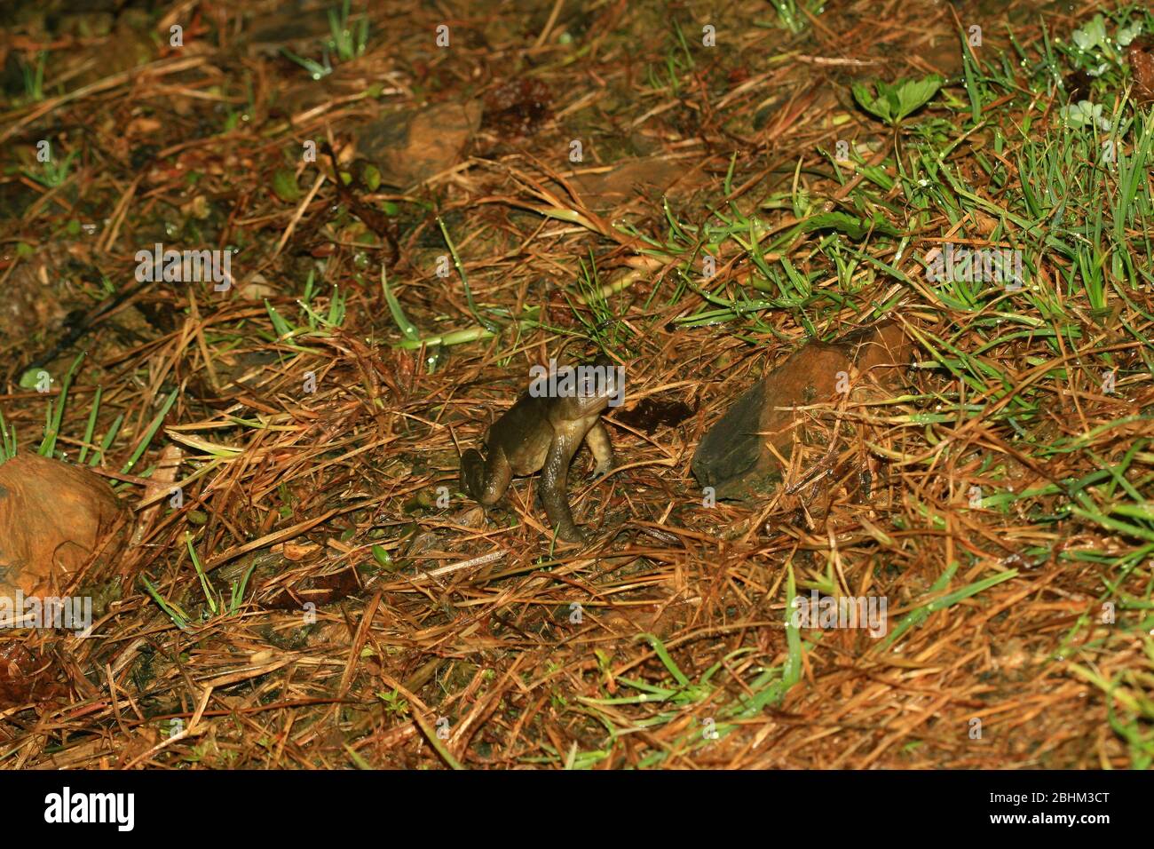 Night view of the posion Toad at Nantou, Taiwan Stock Photo - Alamy