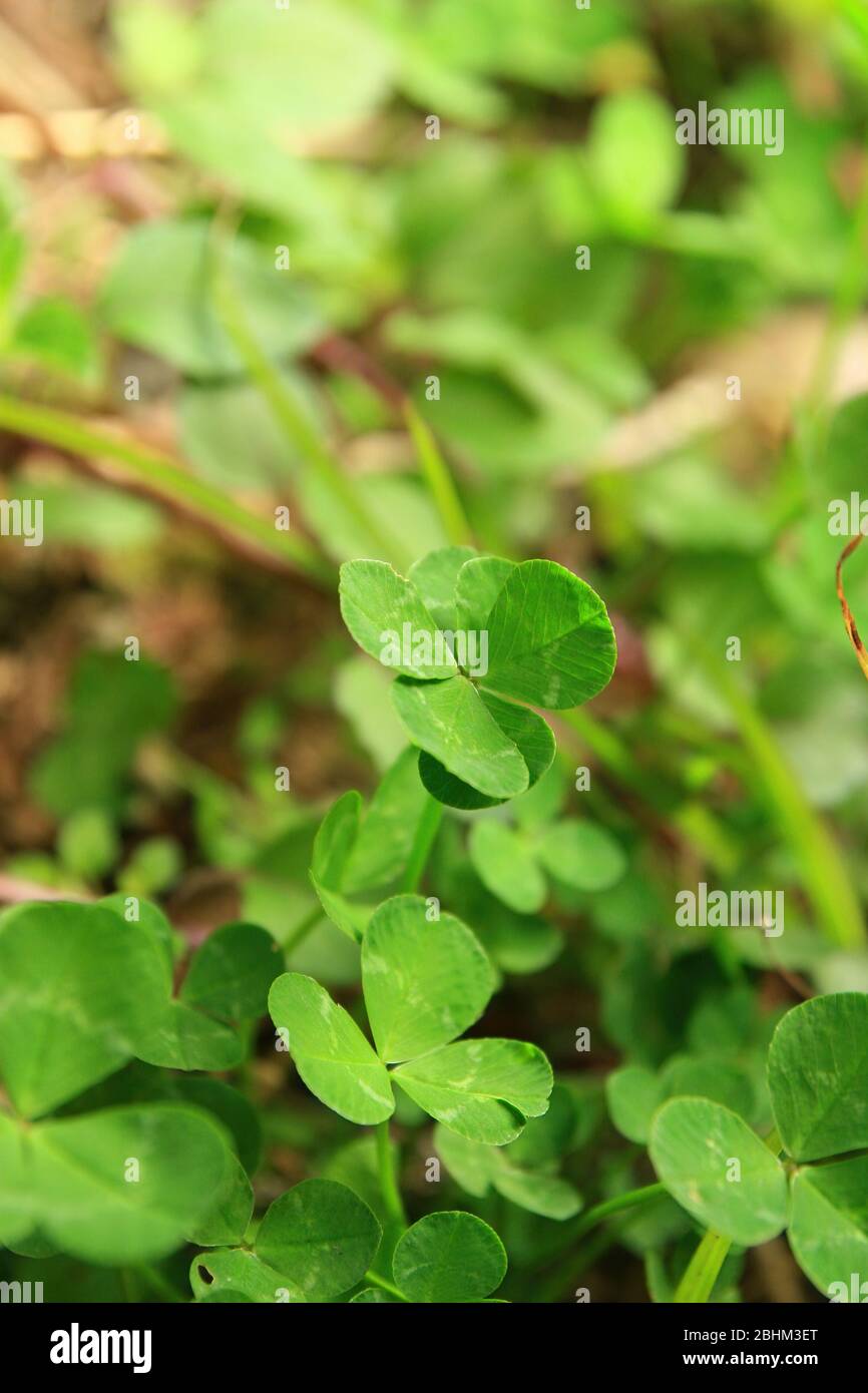 Close up shot of the beautiful Four leaf clover at Nantou, Taiwan Stock ...