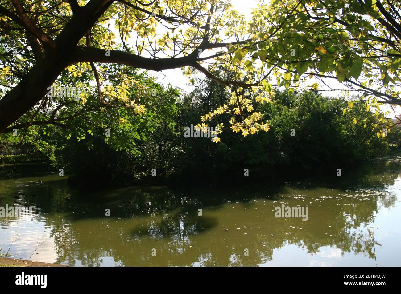 Nature landscape in the Daan Forest Park at Taipei, Taiwan Stock Photo ...