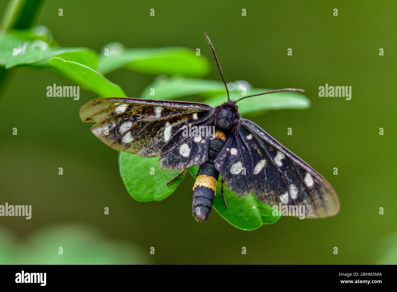 Colorful moth hi-res stock photography and images - Alamy
