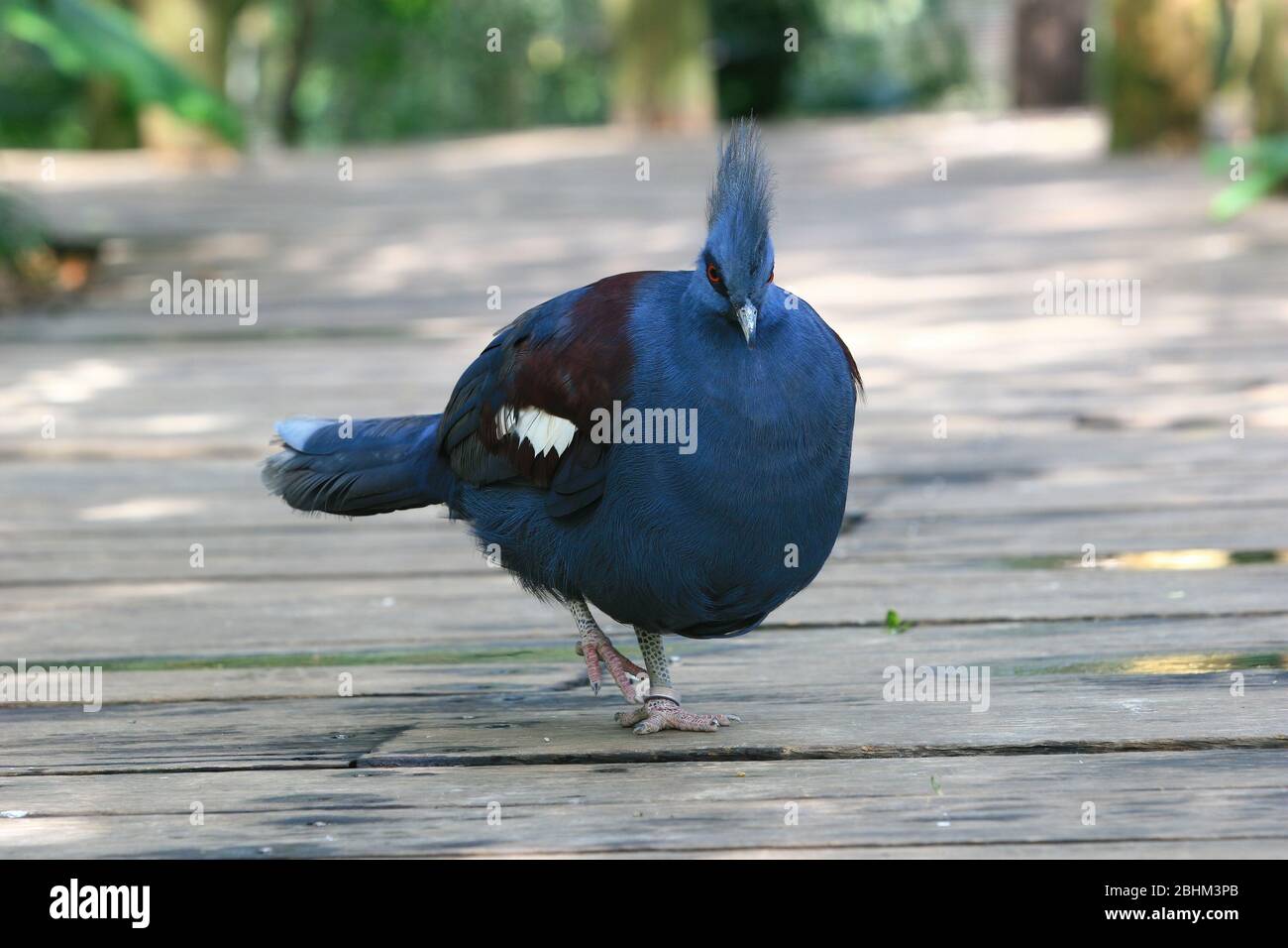 Close up shot of the Scheepmaker's crowned pigeon at Hsinchu, Taiwan ...