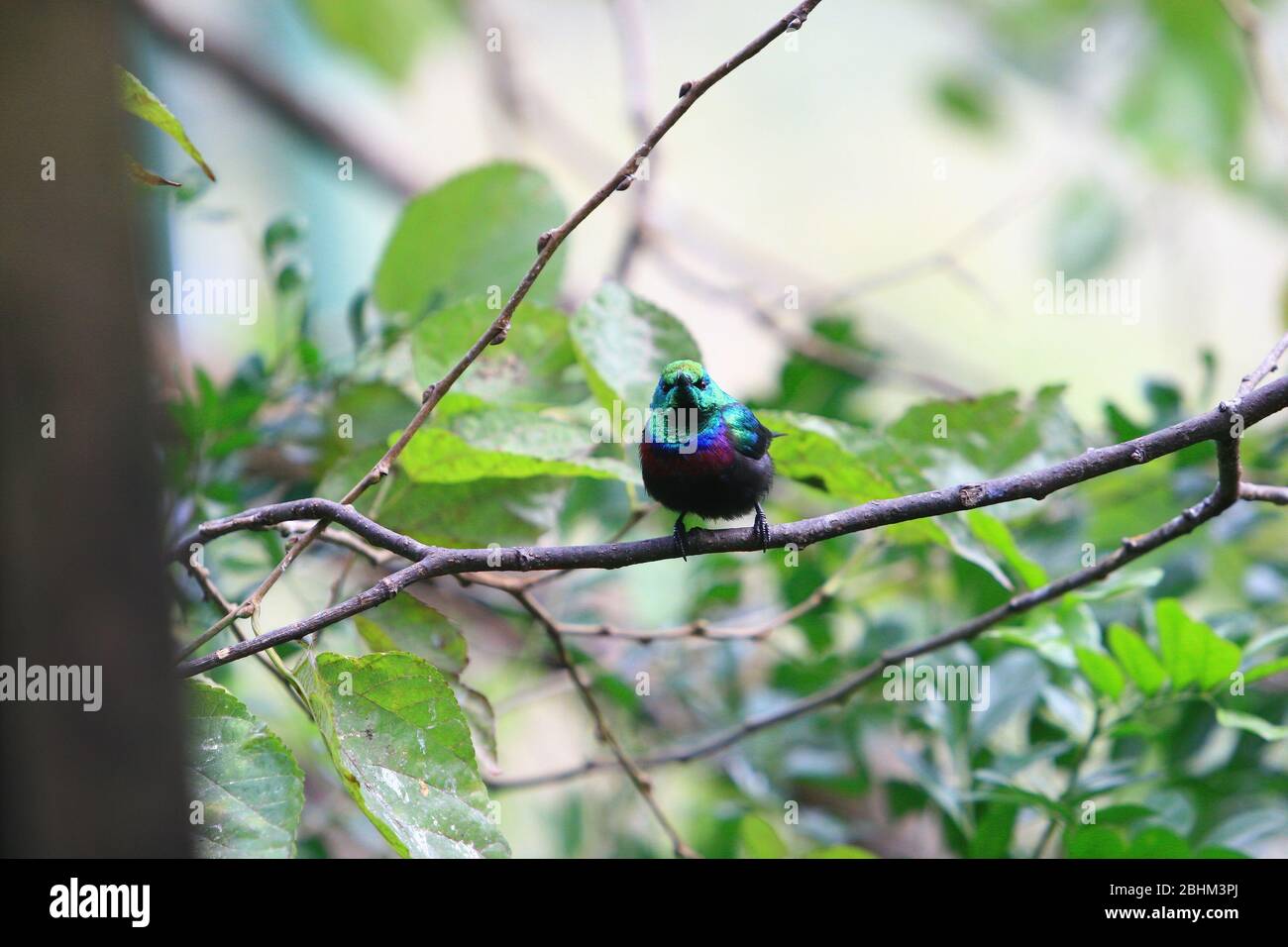 Close up shot of the Marico sunbird at Hsinchu, Taiwan Stock Photo - Alamy