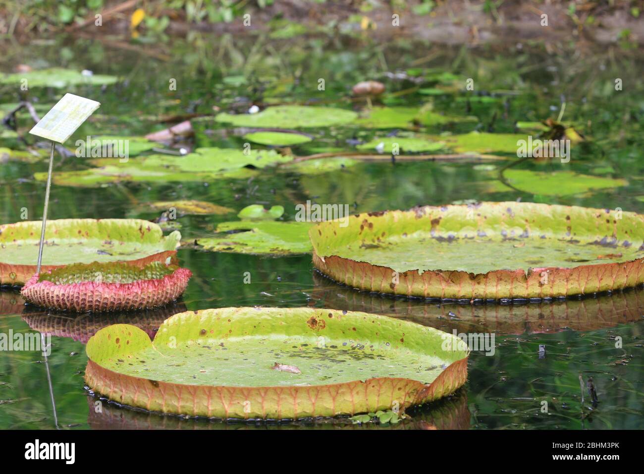 Victoria amazonica people hi-res stock photography and images - Alamy