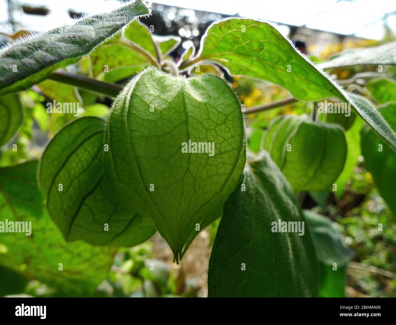 Tomatillo flower hi-res stock photography and images - Alamy