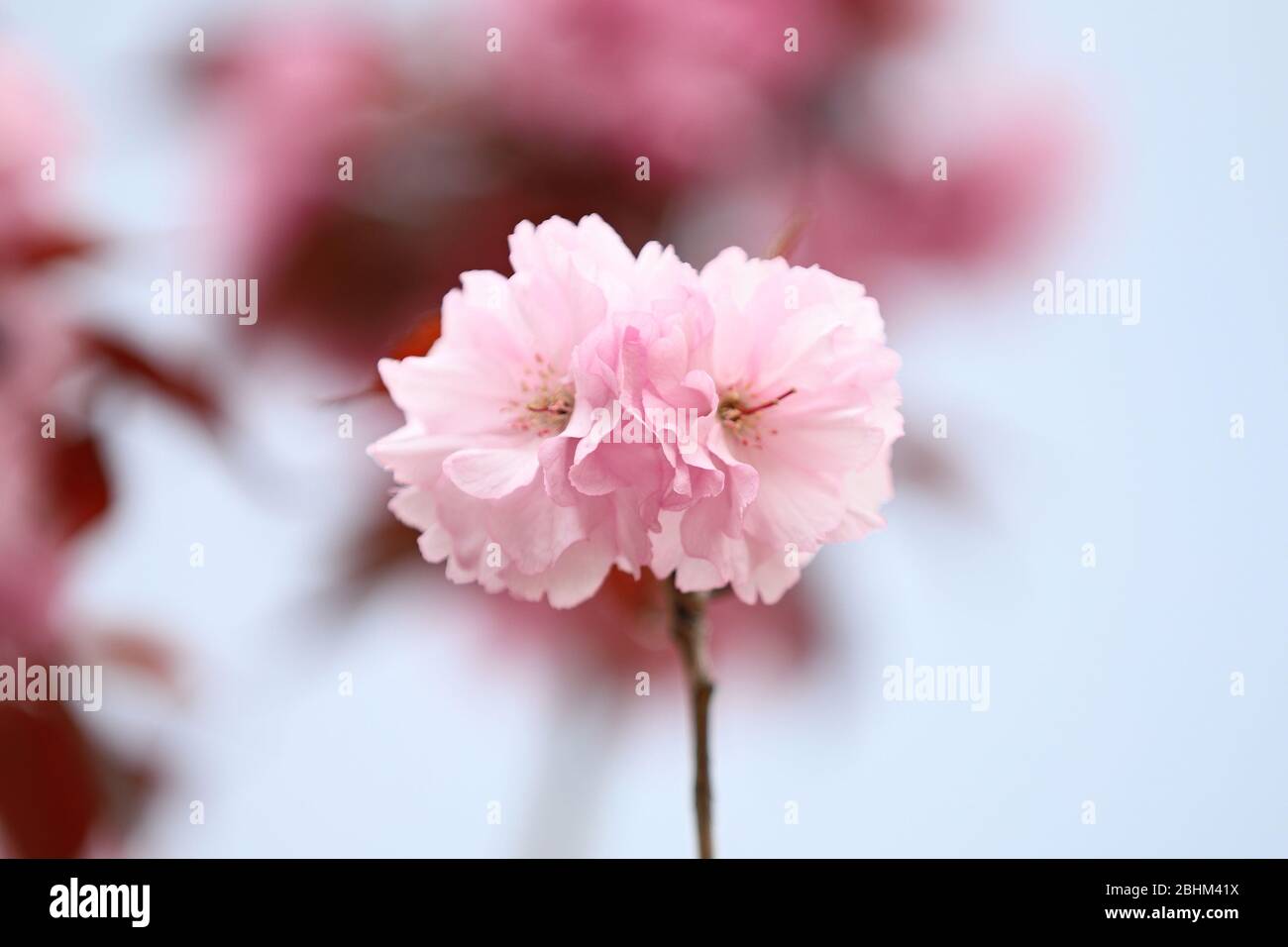 Ping flower hi-res stock photography and images - Alamy