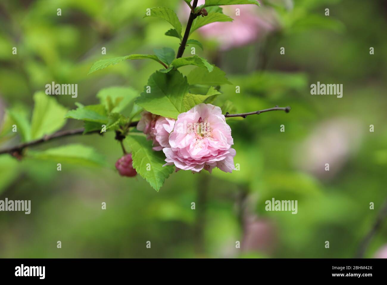 Ping flower hi-res stock photography and images - Alamy