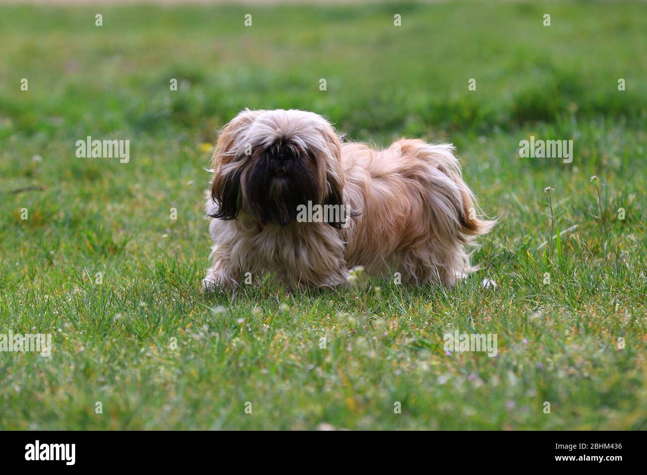 Lhasa Apso Pup Stock Photos & Lhasa Apso Pup Stock Images - Alamy