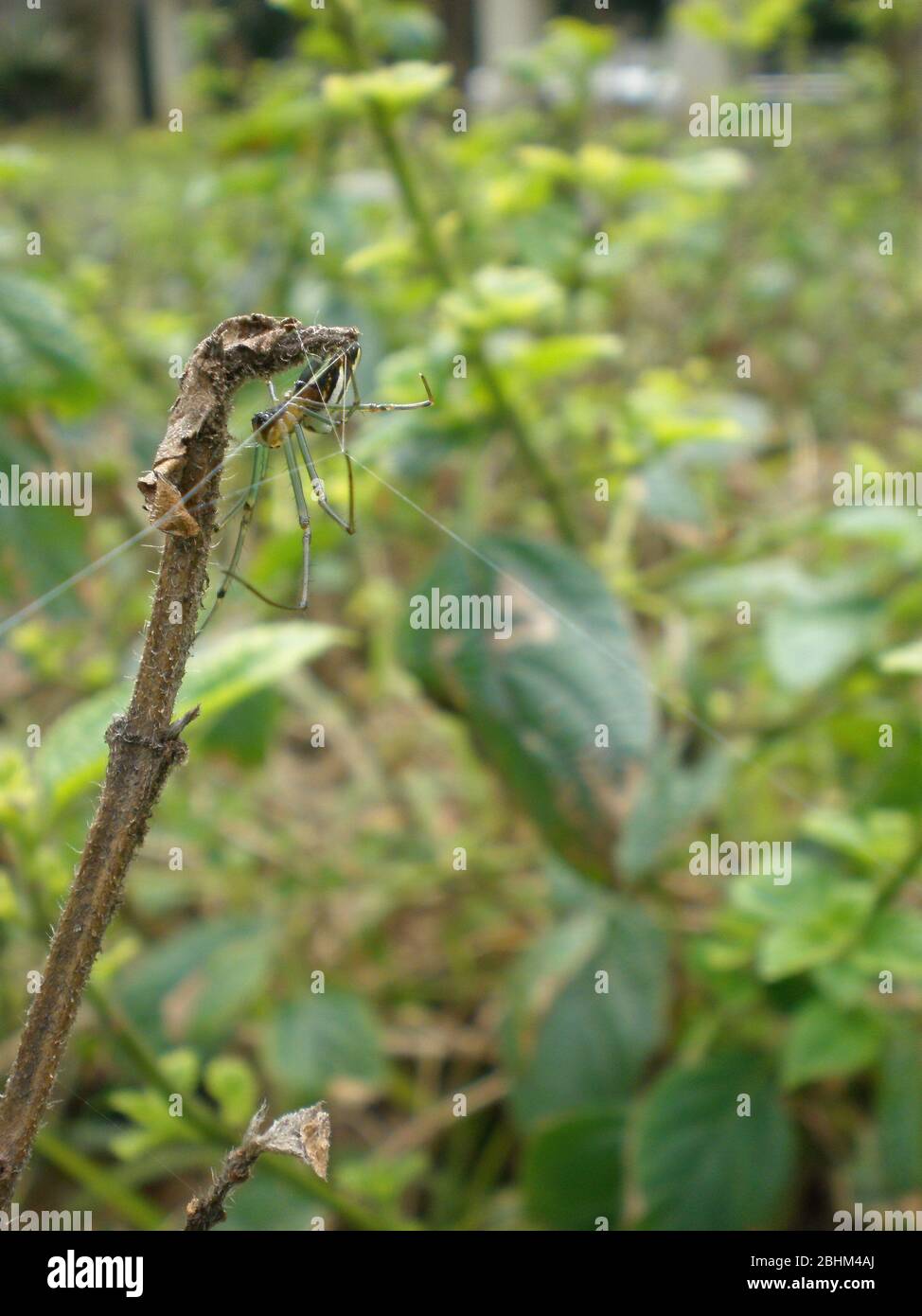 Close up shot of an Orchard spider at Taipei, Taiwan Stock Photo - Alamy