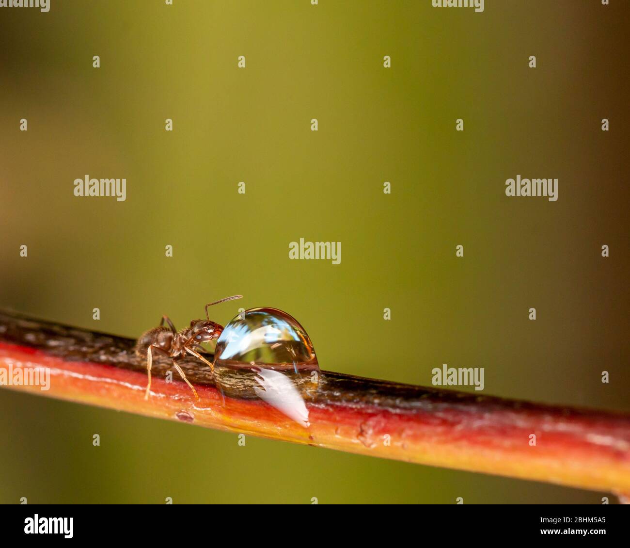 Small black ant isolated on a branch drinking water from a water drop ...