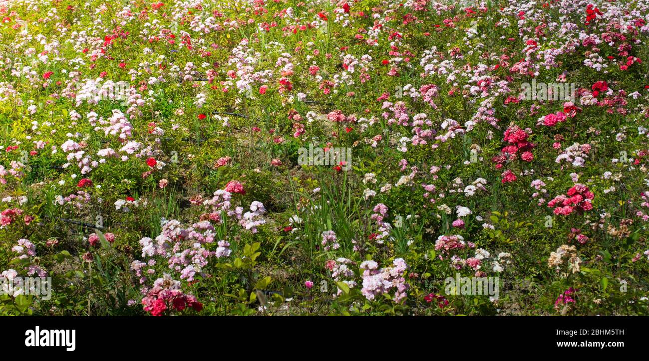 Botanical Garden bright floral gardens colors in full bloom Stock Photo ...