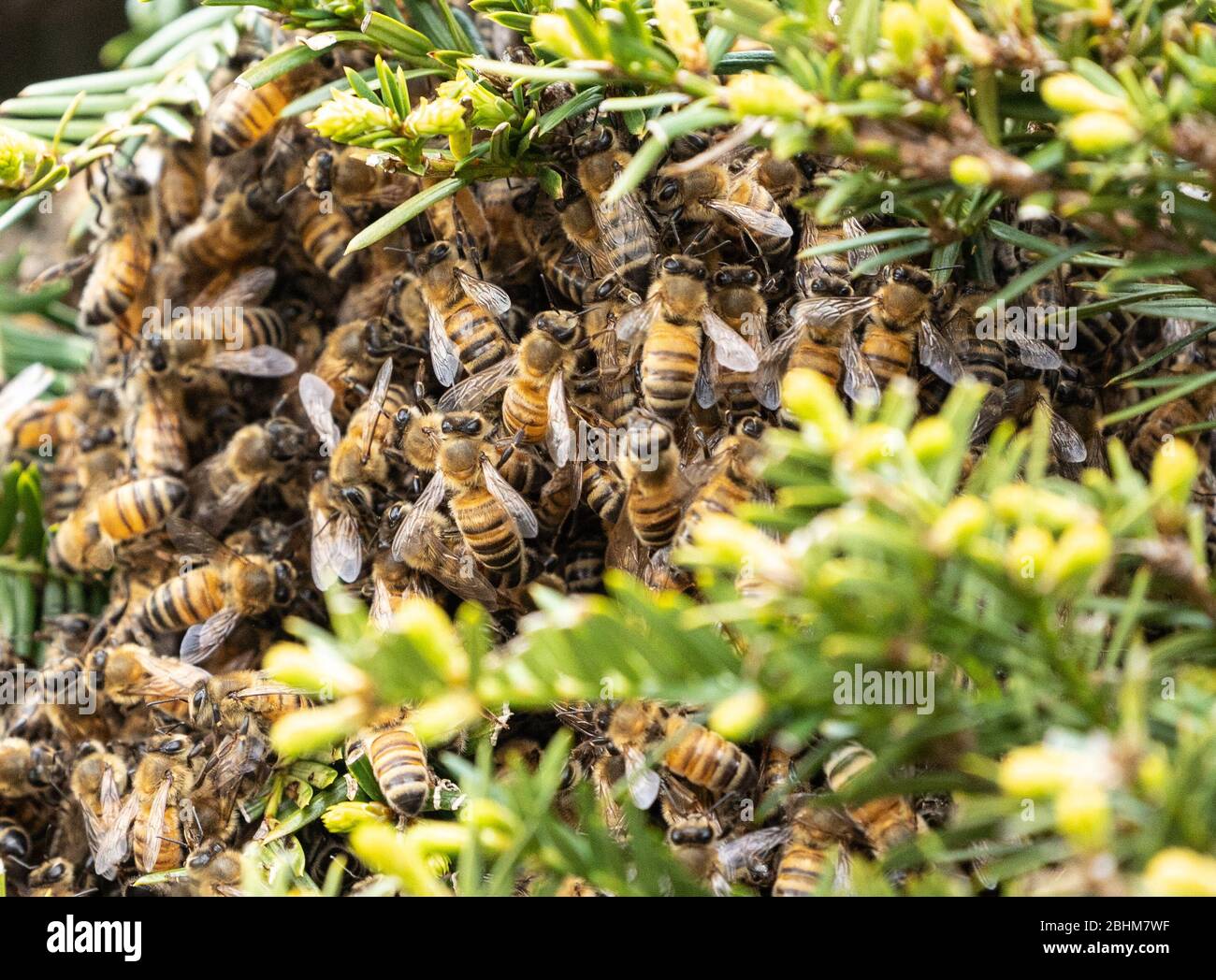 Bees swarm collect hi-res stock photography and images - Alamy