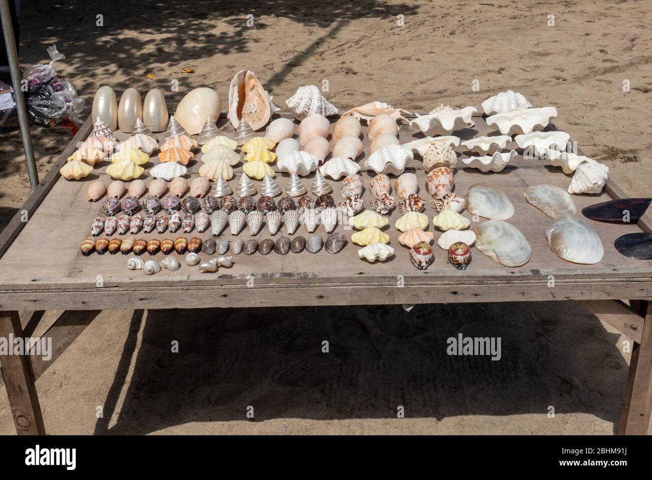 A table of polished beautiful varieties of sea shells for sale on Kuta ...