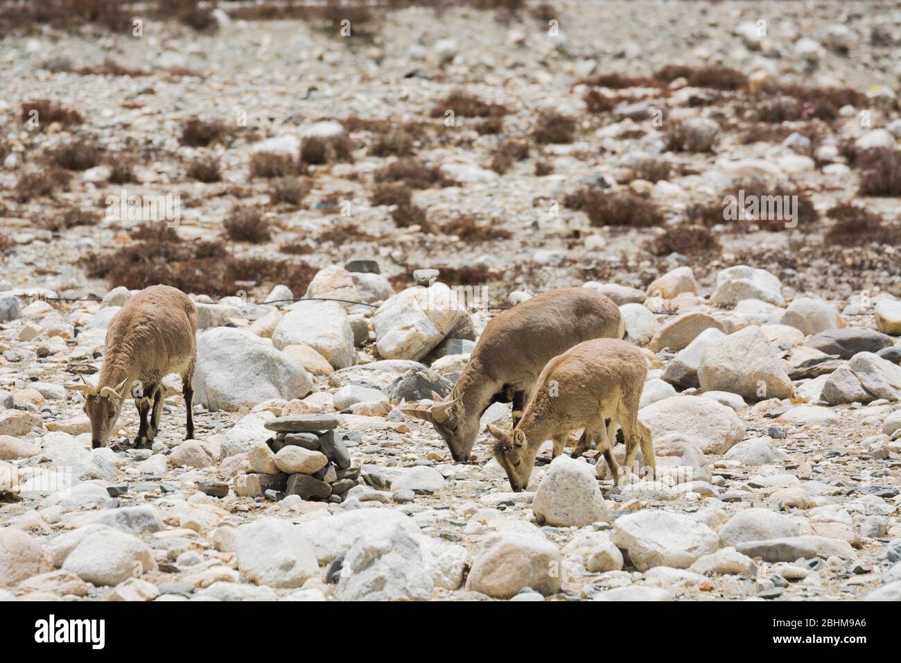 Himalayan blue sheep (Pseudois nayaur) at the feet of Mt. Everest ...