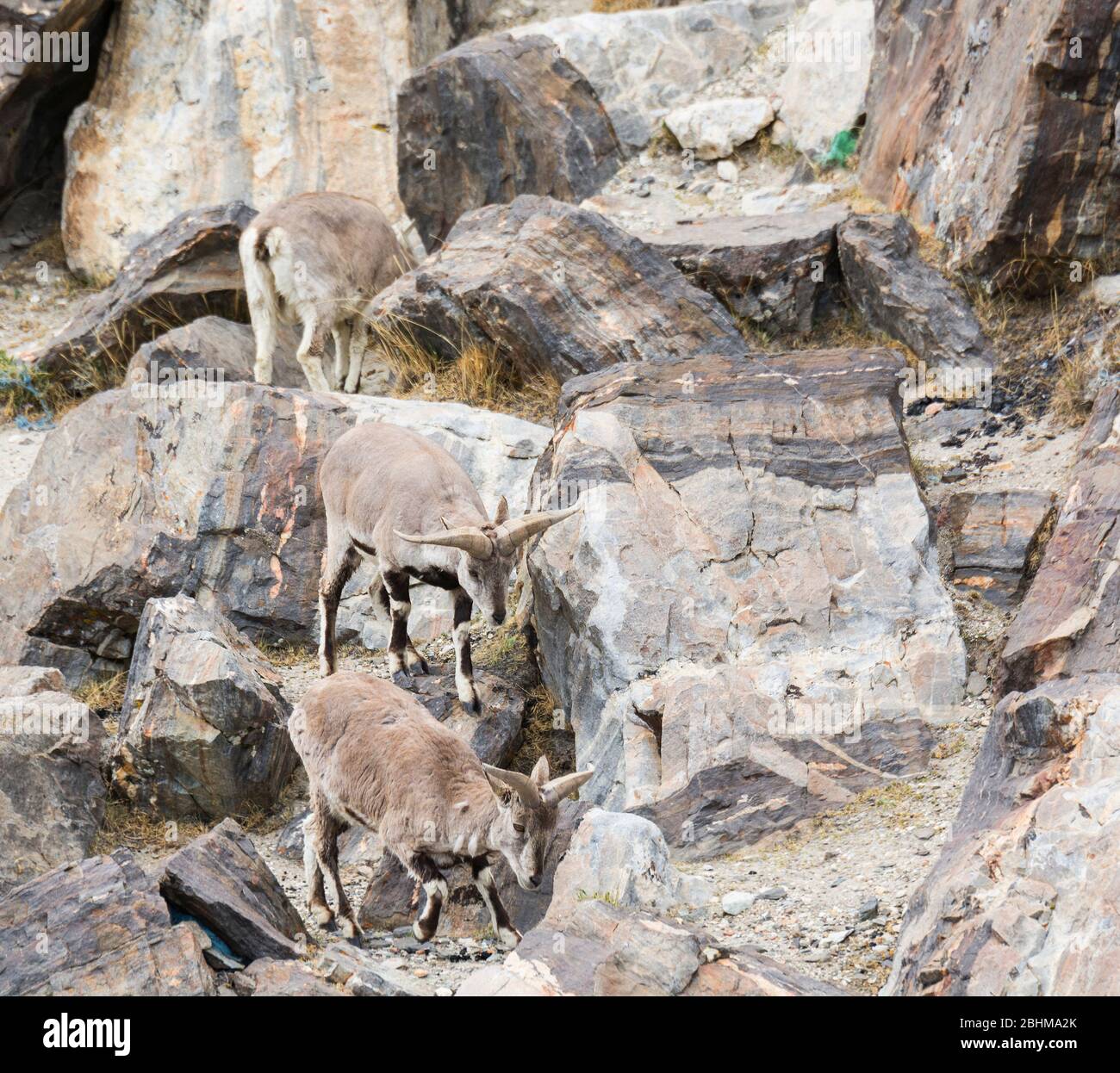 Himalayan blue sheep (Pseudois nayaur) at the feet of Mt. Everest ...